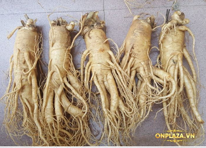 Sâm tươi Hàn Quốc 6 năm tuổi loại 5củ/kg - LOẠI 1